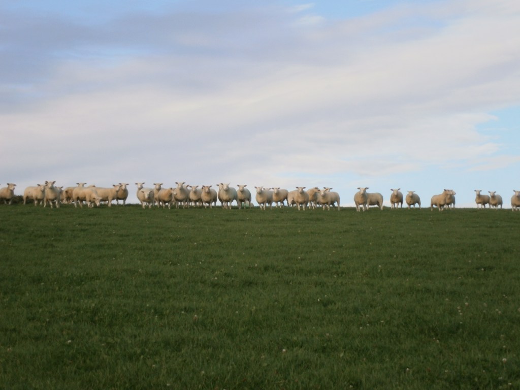 Gallery | Incledon Farm