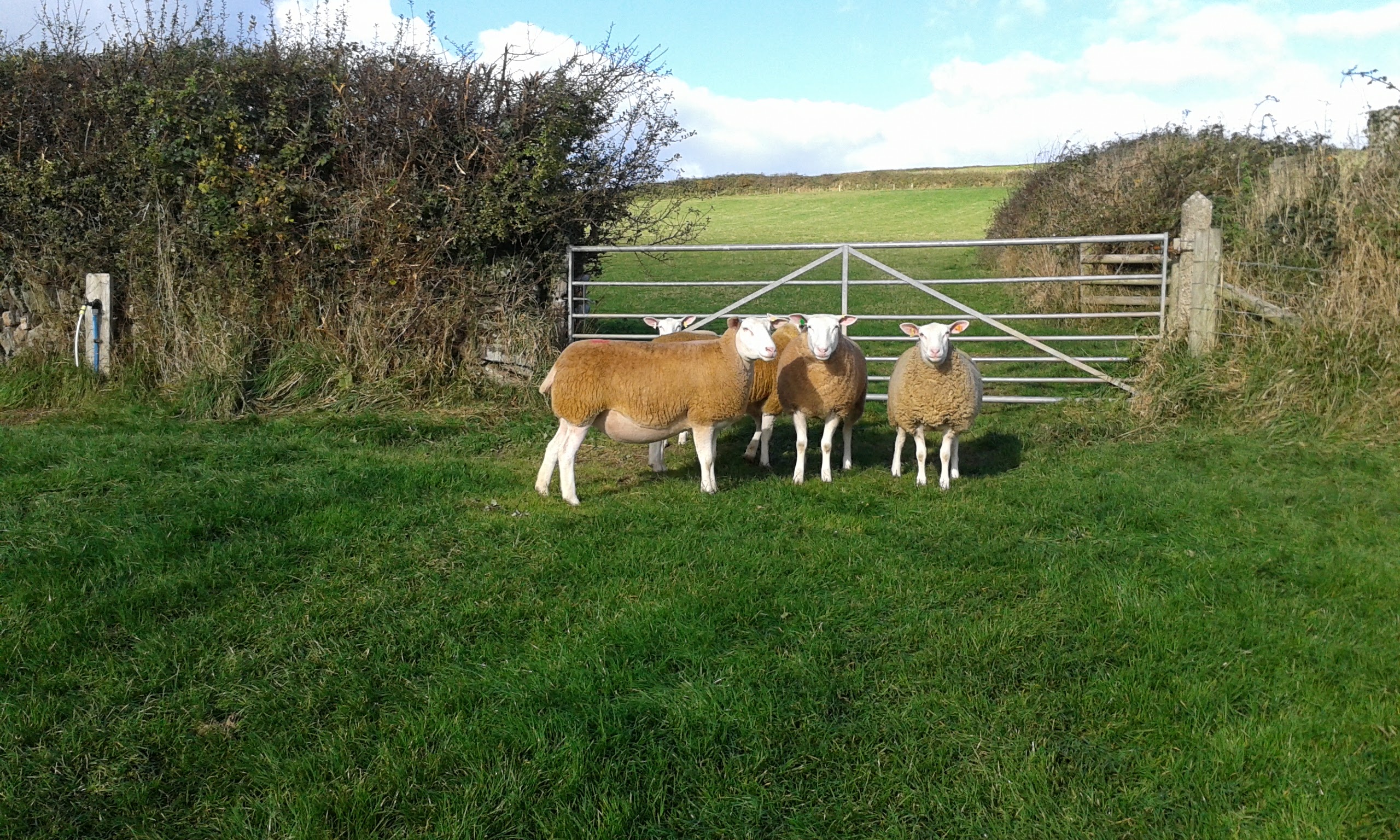 British Berrichons | Incledon Farm