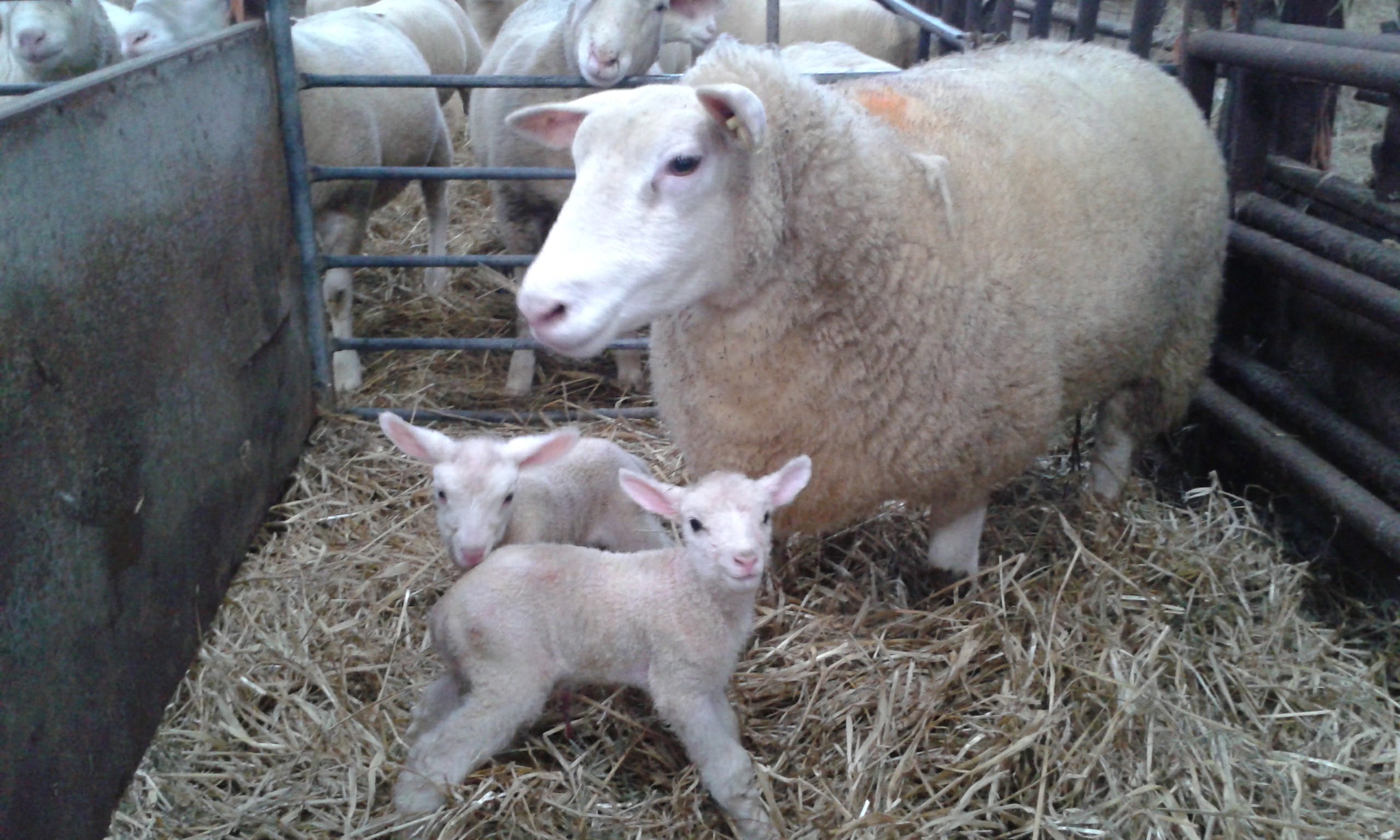 British Berrichons | Incledon Farm
