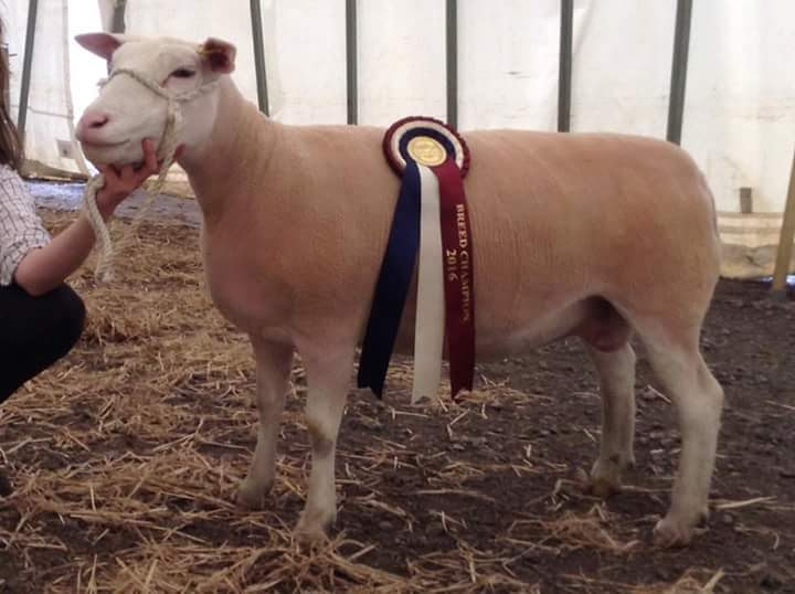 British Berrichons | Incledon Farm