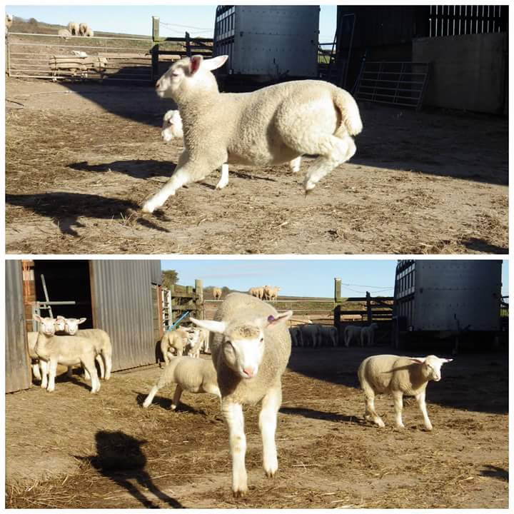 British Berrichons | Incledon Farm